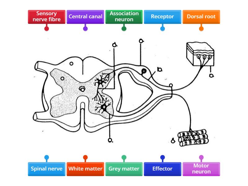 Reflex arc (ICSE) - Labelled diagram