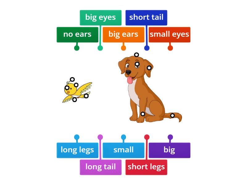 Long/ short, Big/small p. 97 - Labelled diagram