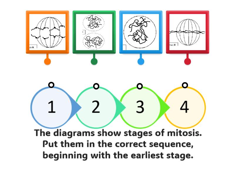 Stages of mitosis diagrams - Labelled diagram
