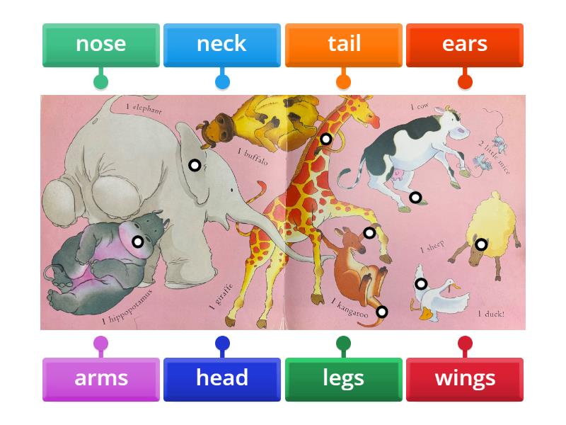 Animal Matching (Body Parts) - Labelled diagram