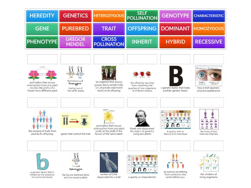 Gregor Mendel Genetics Vocabulary - Une las parejas