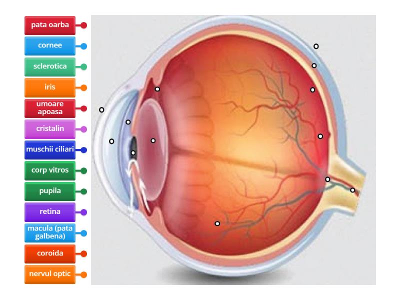 ANATOMIA OCHIULUI - Labelled diagram