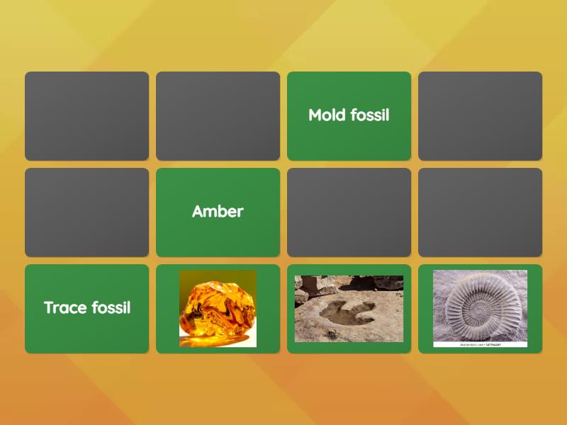 Fossils 2 - Matching pairs