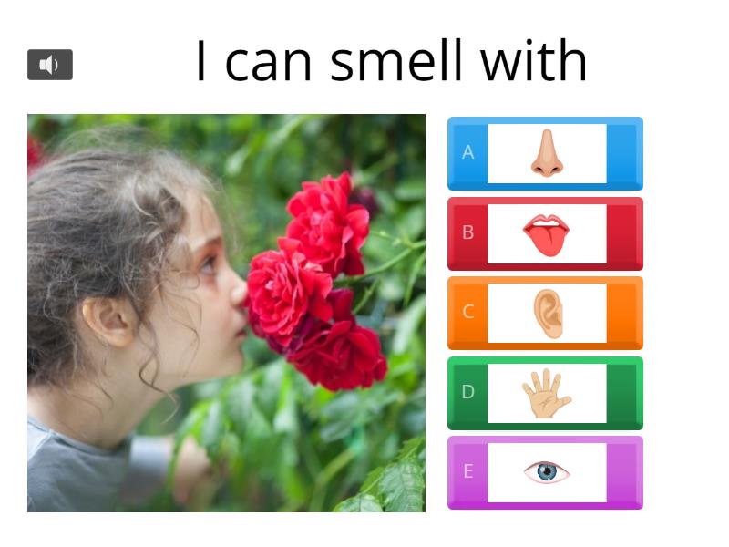 Sense organs - Quiz