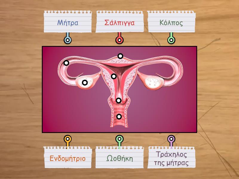 Γυναικείο Αναπαραγωγικό Σύστημα - Labelled diagram