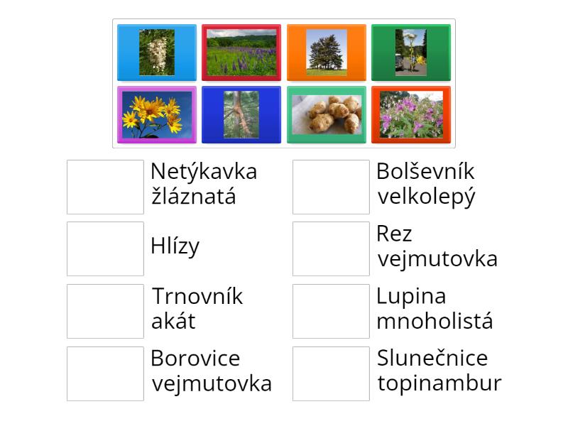 invazivní druhy rostlin v ČR - Une las parejas