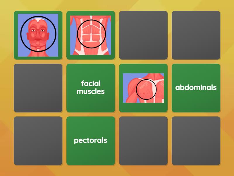 Muscles - Matching pairs