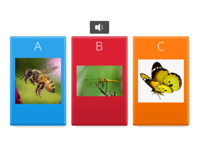 Insects - Quiz