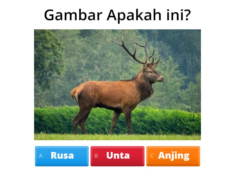 Tebak Gambar - Quiz