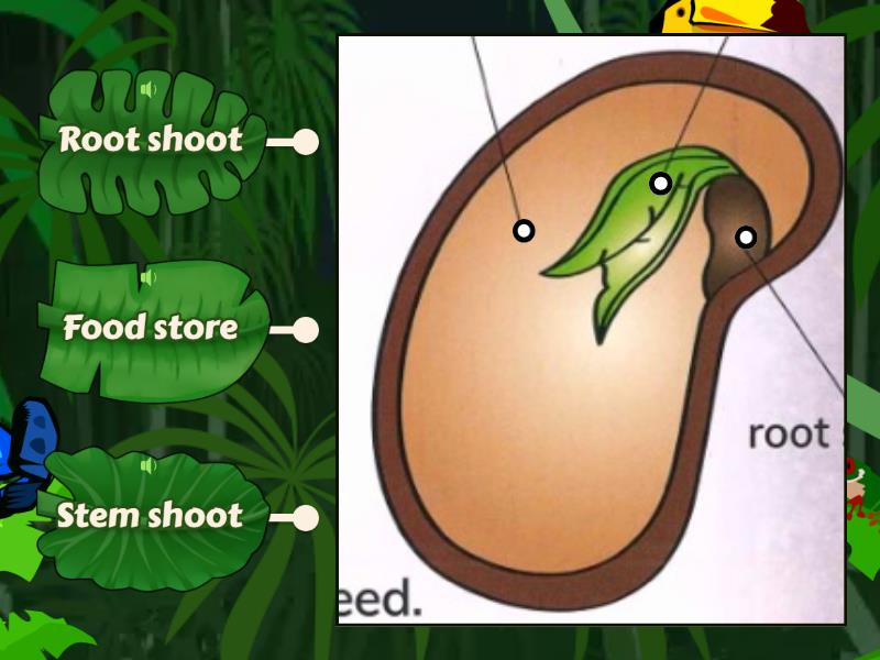 Inside a seed - Labelled diagram