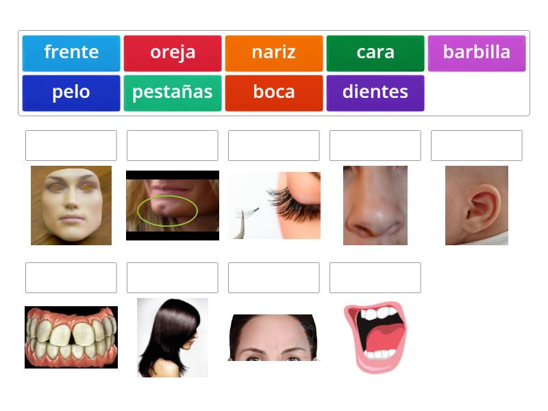Las partes de la cara/the face parts - Match up