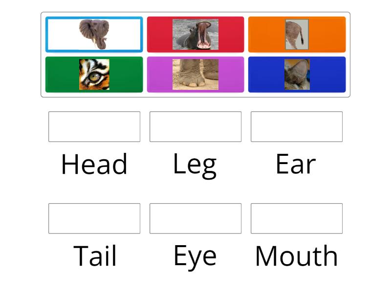 Parts of an animal body - Match up