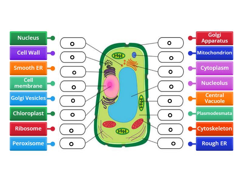 Organelles in Plant Cell - Labelled diagram