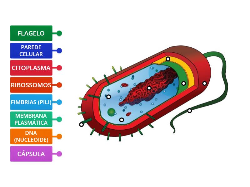 CÉLULA PROCARIONTE - Labelled diagram