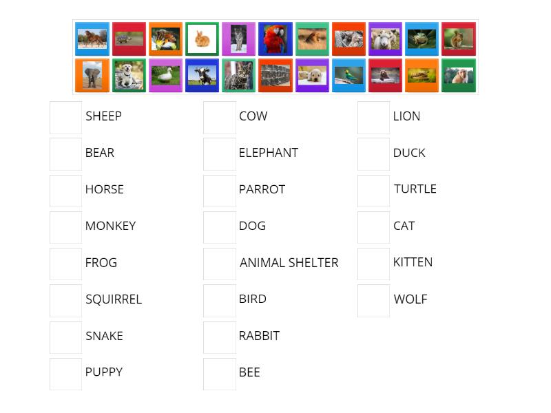Animal Shelter Words - Match up