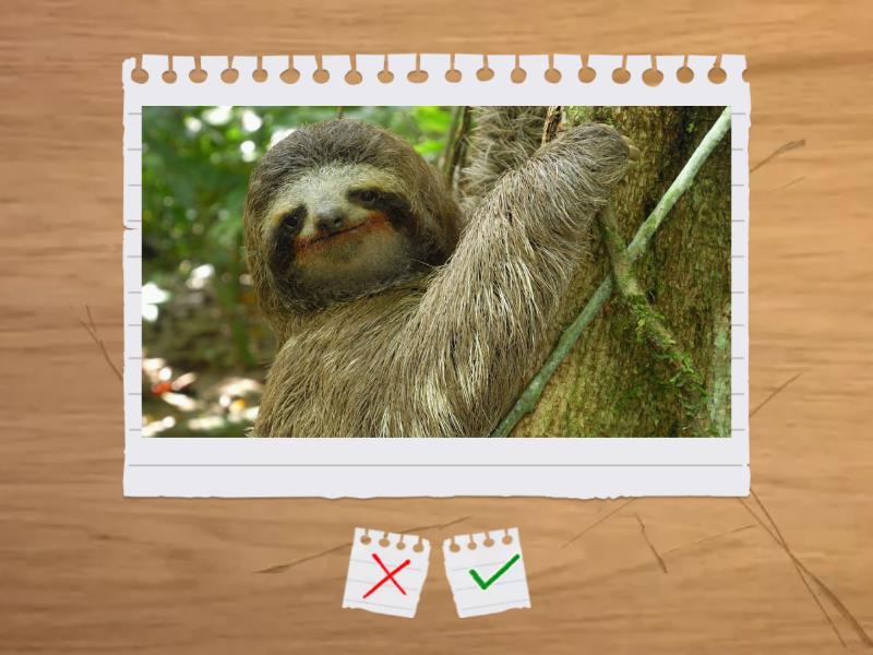 Flashcard bicho - Flash cards