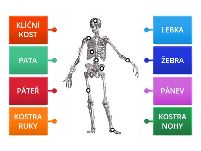 KOSTRA ČLOVĚKA - Labelled diagram