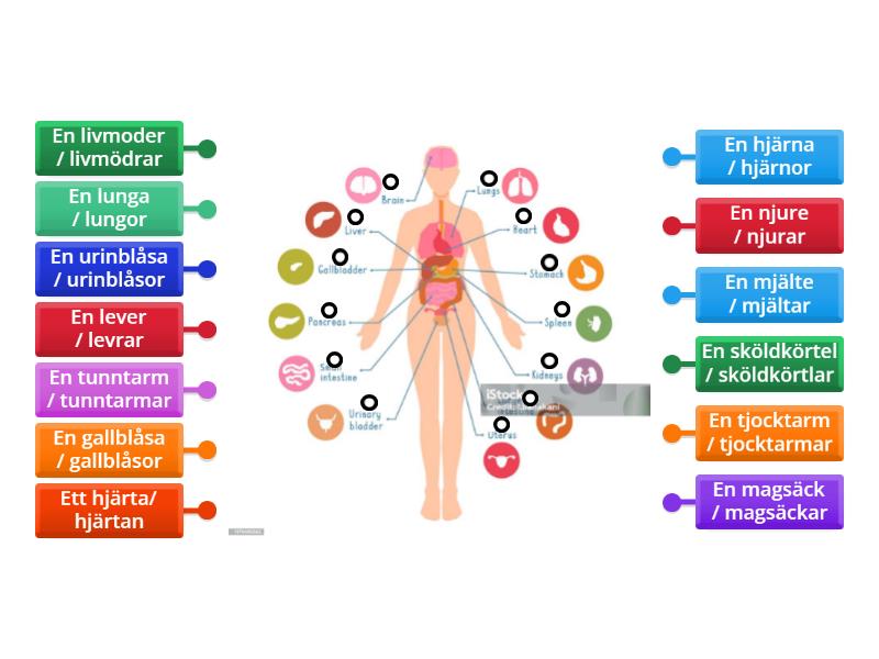 KROPPENS ORGAN - Labelled diagram
