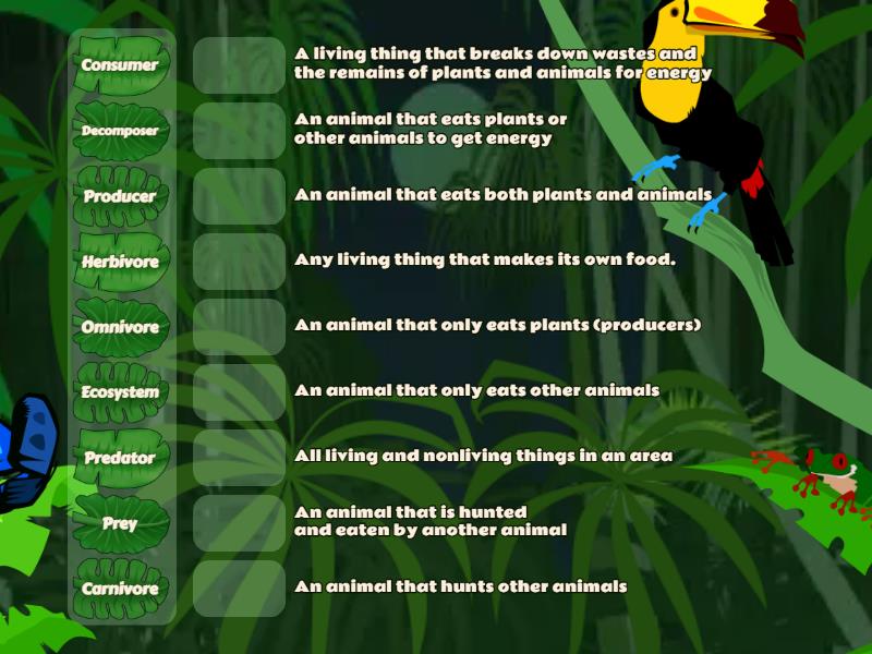 Ecosystem Vocab - Match up