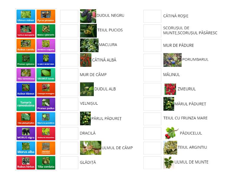 SPECII DENUMIRI - Match up