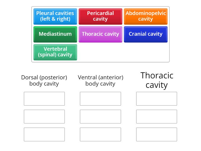 The body cavities - Group sort