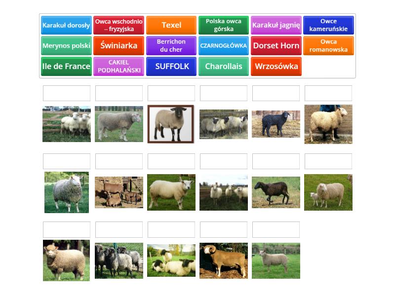 rasy owiec - Match up