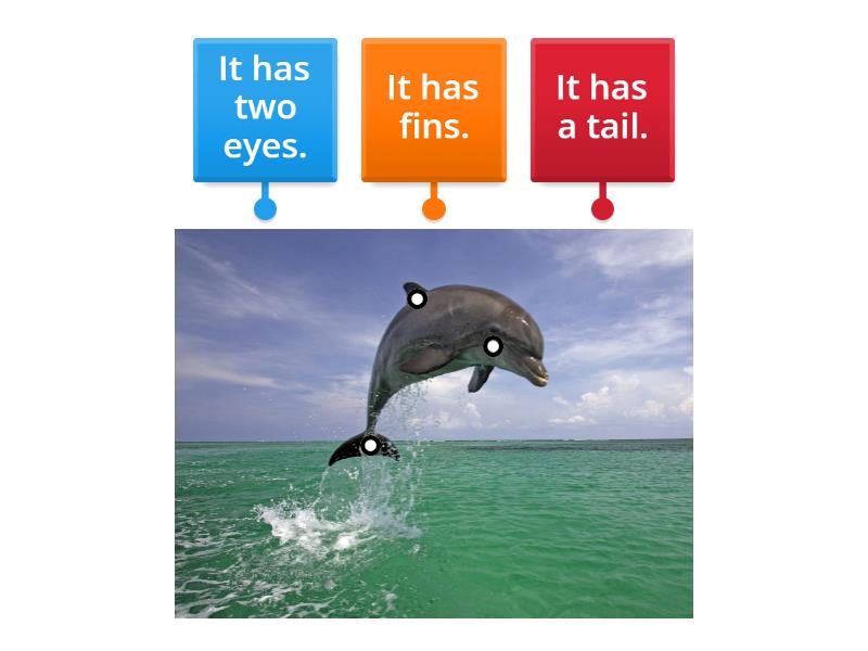 Animal Body Parts ~ A Dolphin - Labelled diagram