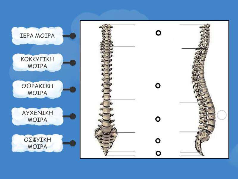 ΣΠΟΝΔΥΛΙΚΗ ΣΤΗΛΗ - Labelled diagram