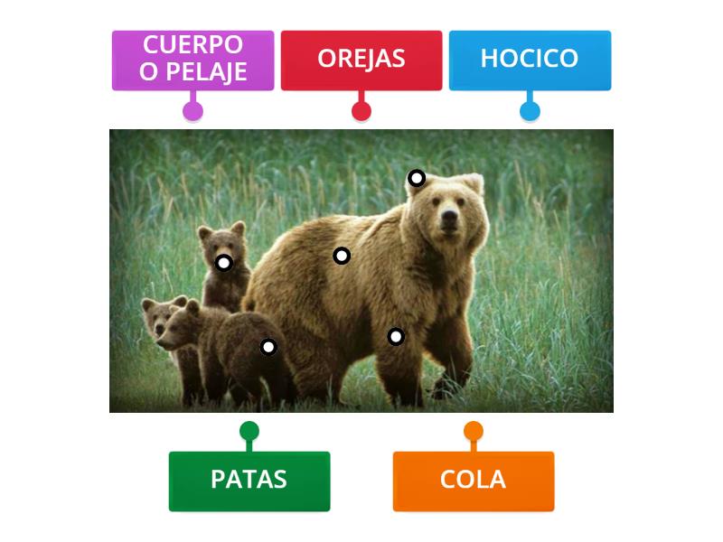 Las partes del Oso - Labelled diagram