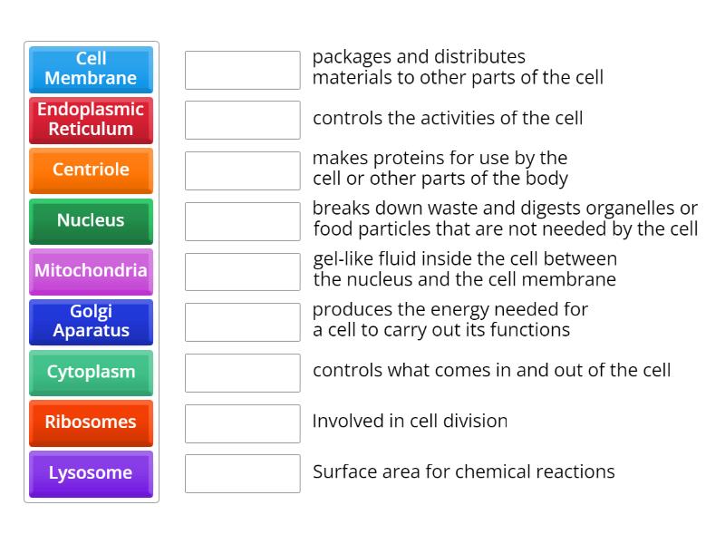 Cell Organelle Function - Match up