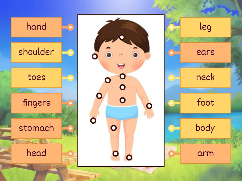 Parts of the body - Labelled diagram