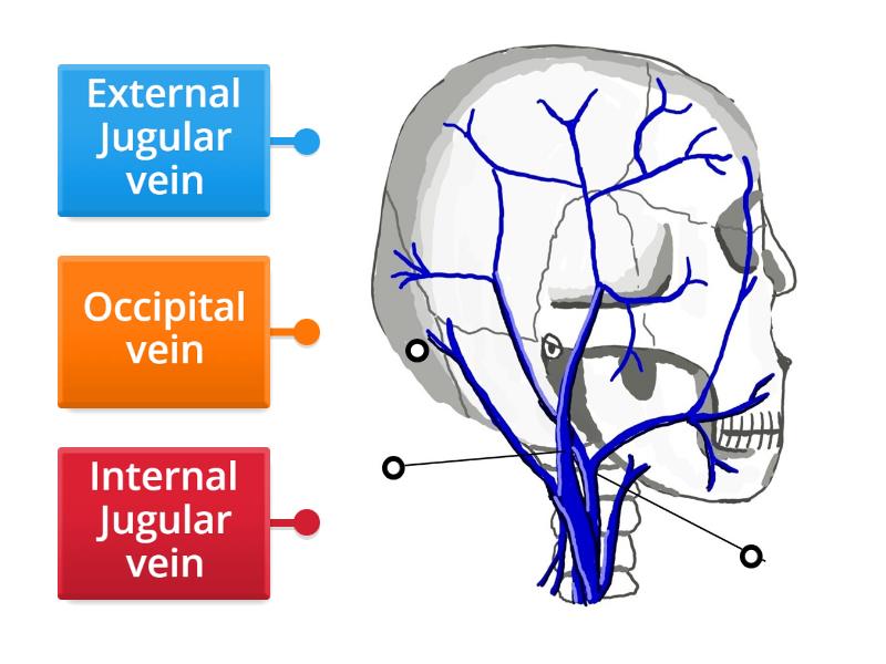 Veins of the head - Labelled diagram