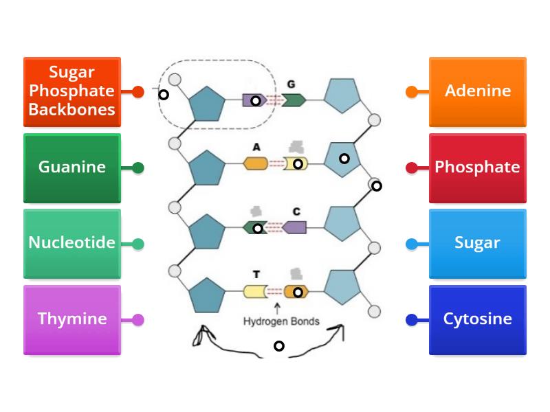 DNA structure - Labelled diagram