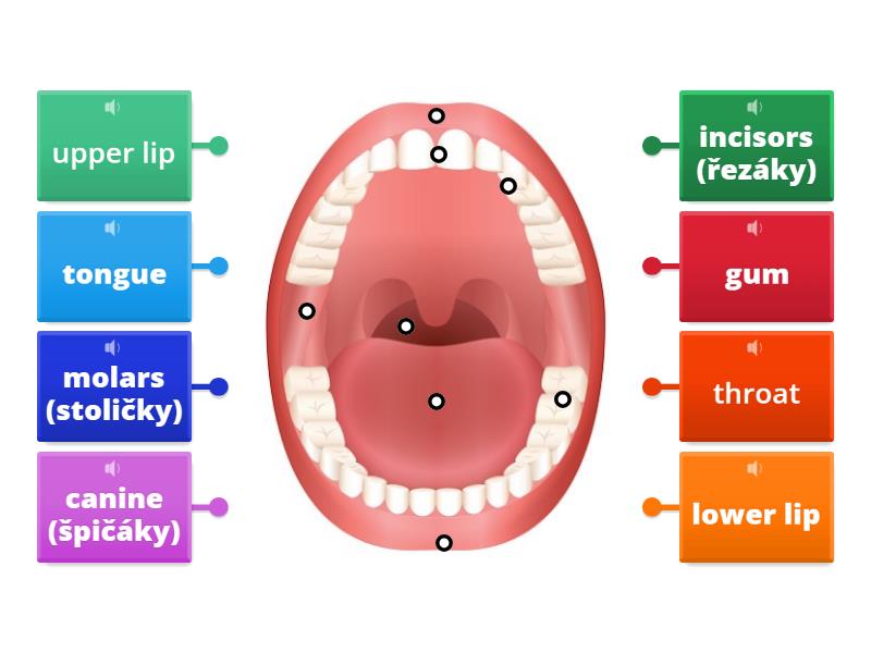 MOUTH diagram - Labelled diagram