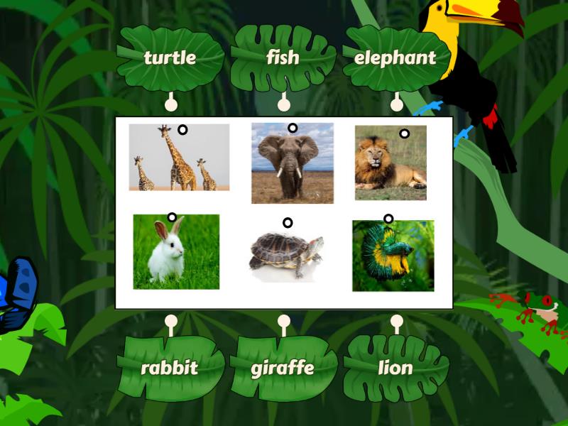 ANIMAL - Labelled diagram