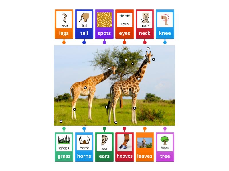 Label the Giraffes - Labelled diagram