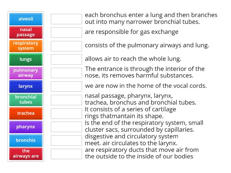 respiratory system - Match up