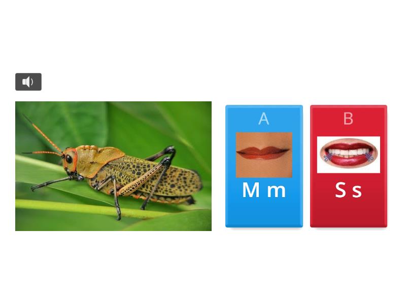 Consonantes (m,s,t,l) - Quiz