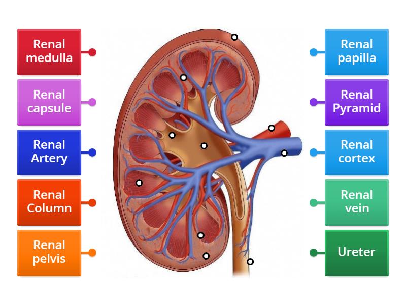 Kidneys - Labelled diagram