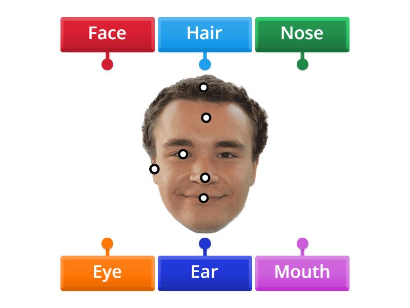 Parts of the body - Face - Labelled diagram
