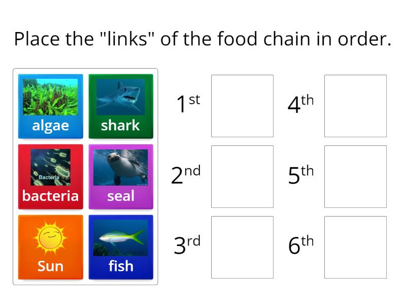 SCIENCE - 3.9B Order of Food Chains - Rank order