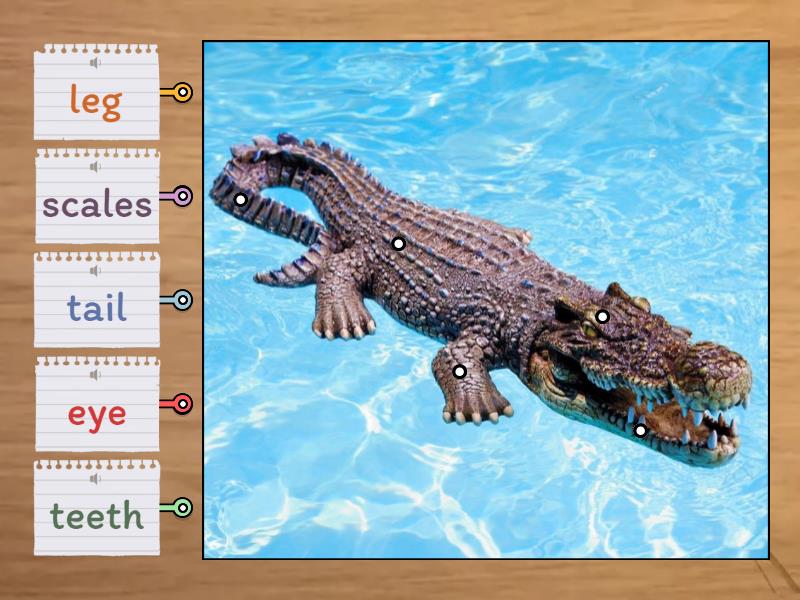 Label the reptile - Labelled diagram