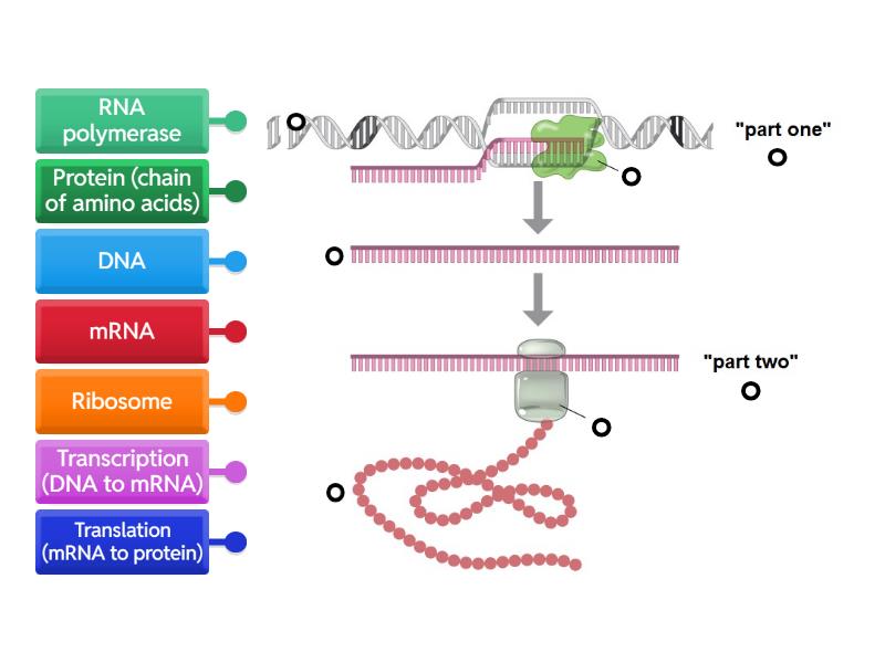 Word Wall- Protein Synthesis (The Central Dogma) - Labelled diagram