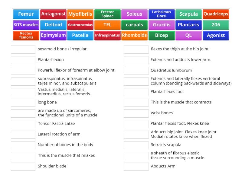 06/06/24 a and p revision Bones and Muscles. - Match up