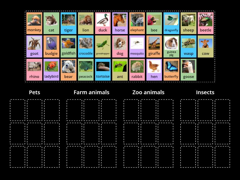 Spotlight 5 Unit 5 Animals - Group sort