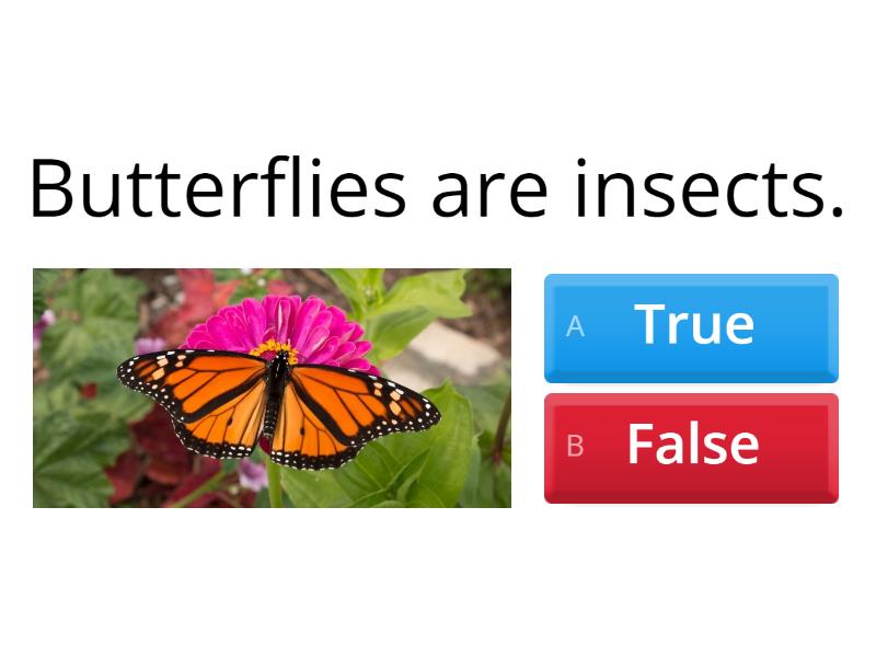 Butterflies - Quiz