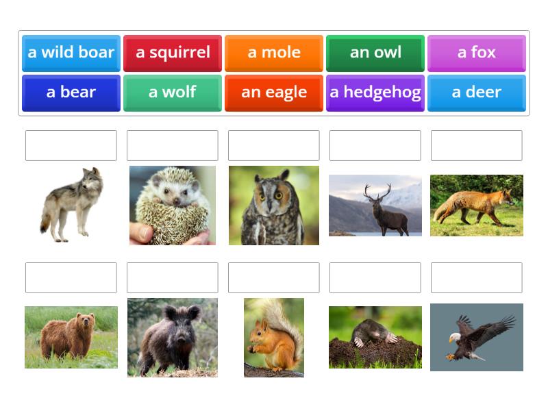 Unit 7 - Forest Animals - Match up