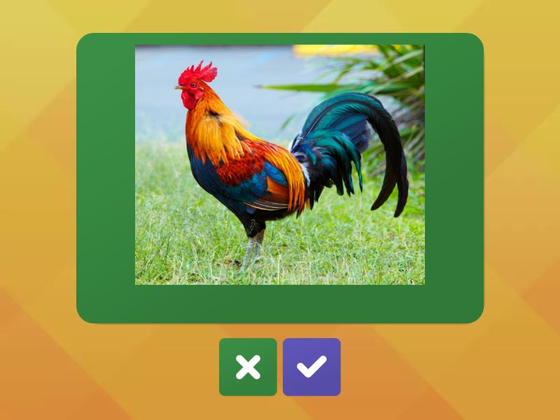 Beehive 1 - Unit 10 (2) - Flash cards