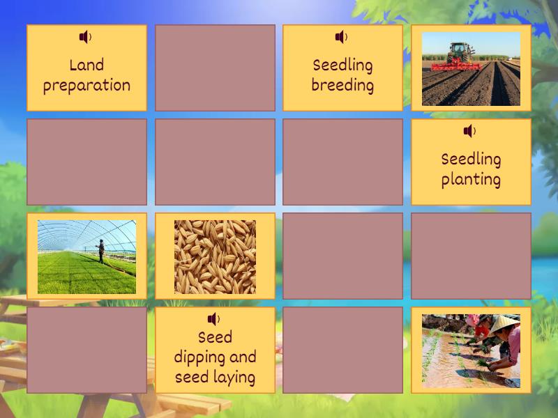 How Does Rice Grow Up? - Matching pairs