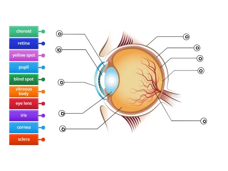 6th grade - 6th unit - EYE - Labelled diagram